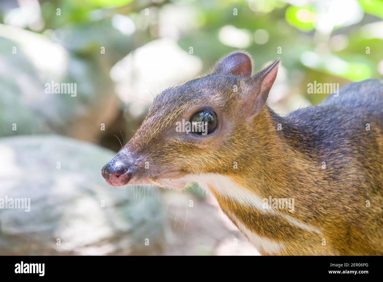Mouse deer fawn hi-res stock photography and images - Alamy