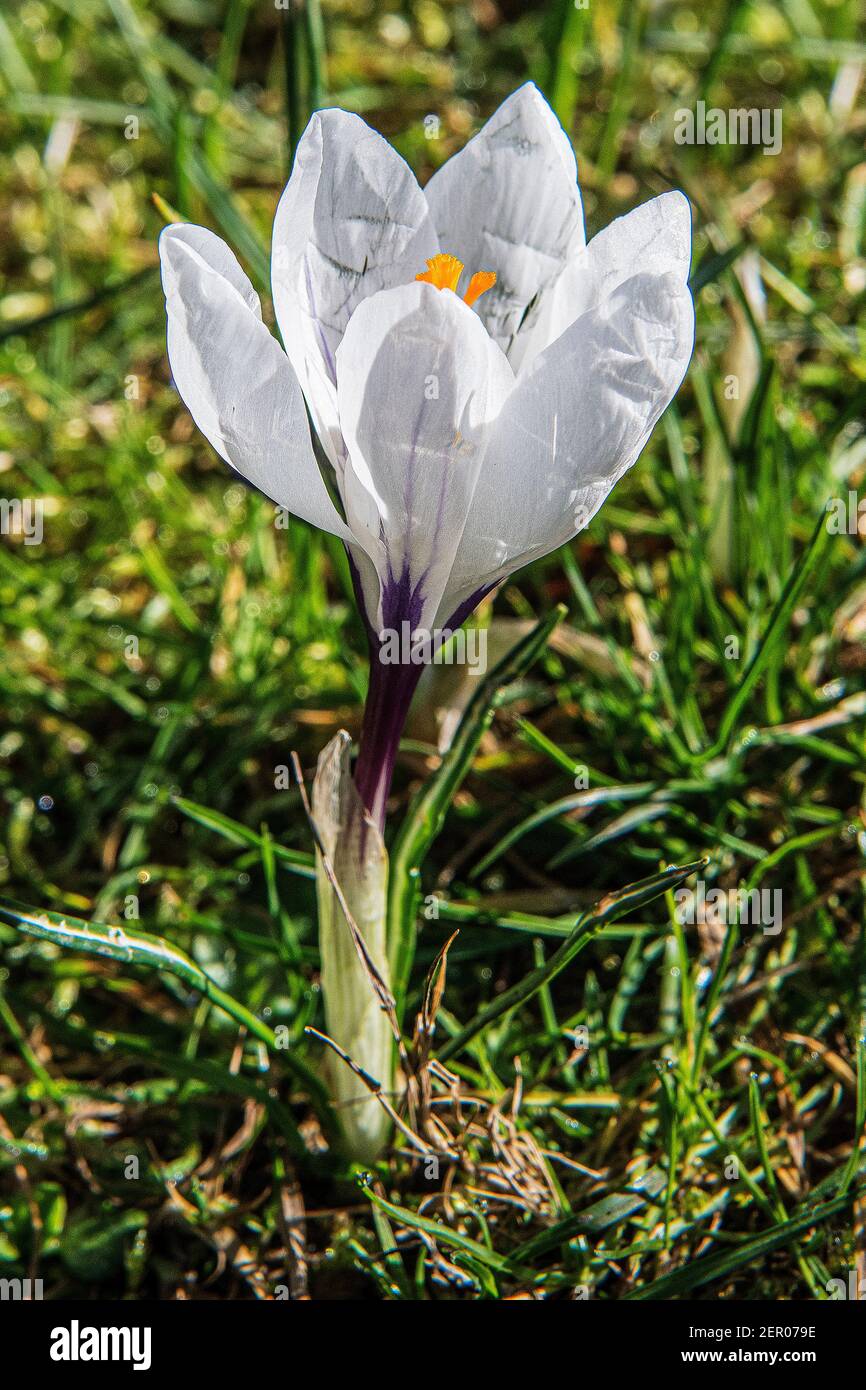 White crocus Queen Mary's Gardens Regents Park London England Stock ...