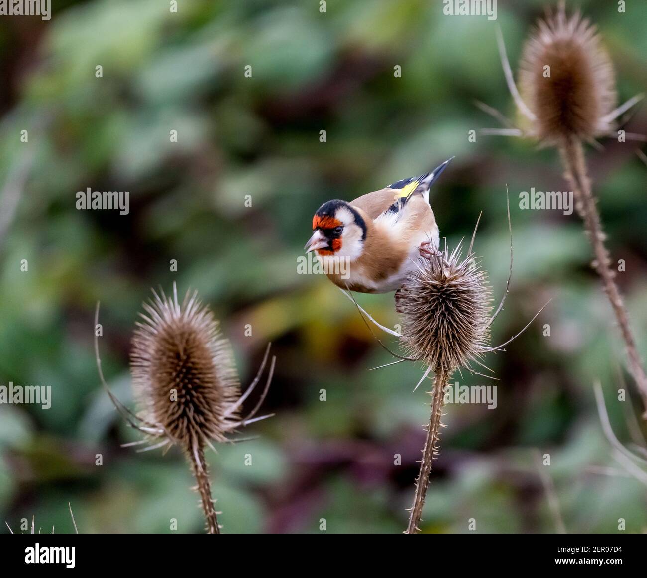 Gold Finch (Carduelis carduelis) known as Distelfink or Stieglitz ...