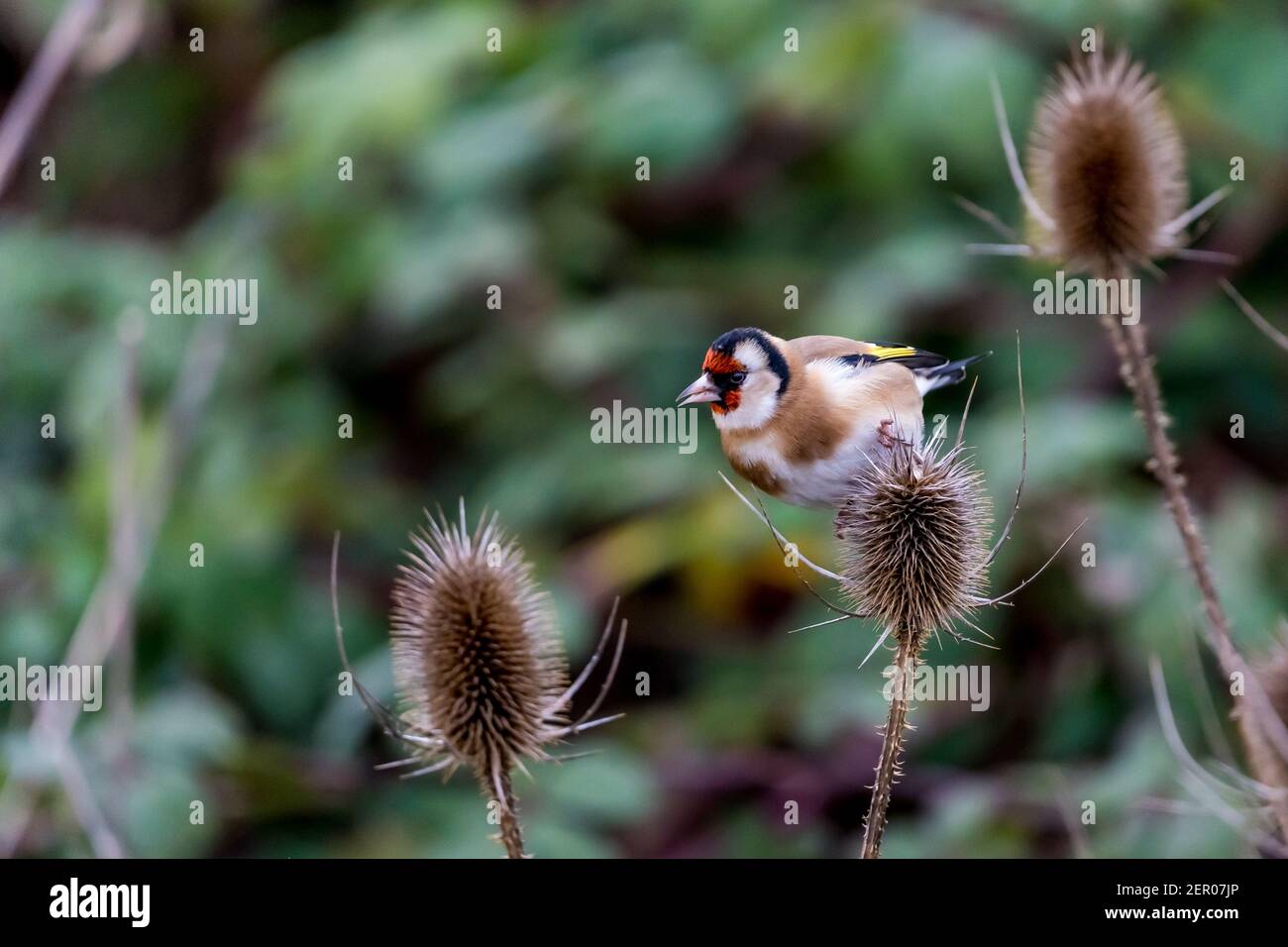 Gold Finch (Carduelis carduelis) known as Distelfink or Stieglitz ...
