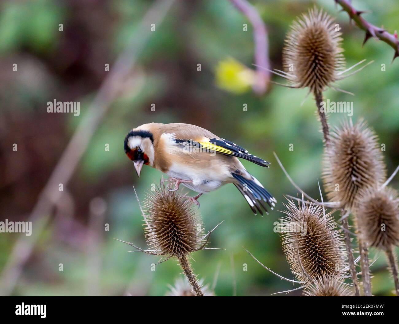 Gold Finch (Carduelis carduelis) known as Distelfink or Stieglitz ...