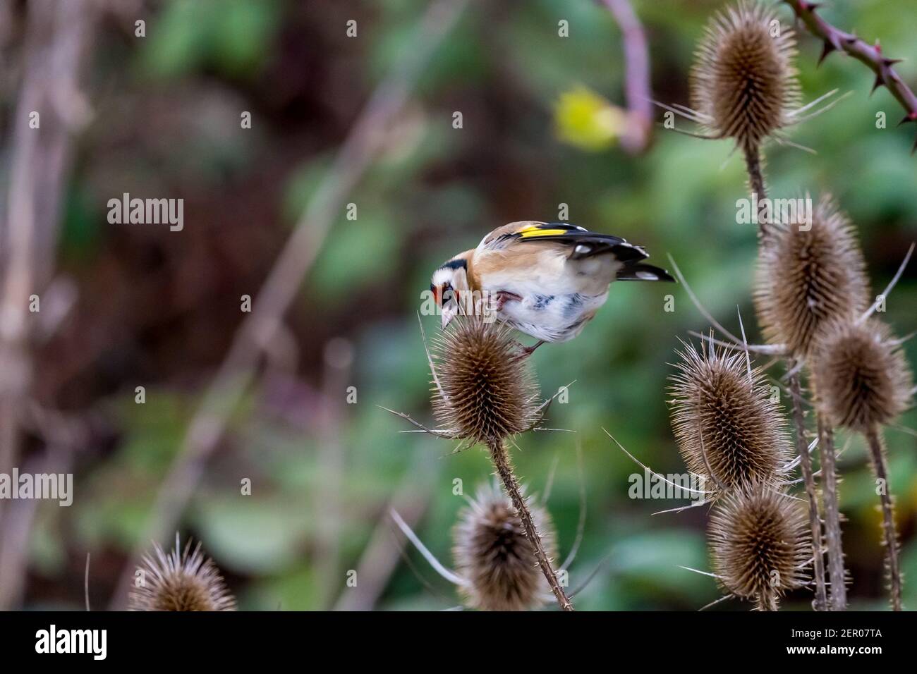 Gold Finch (Carduelis carduelis) known as Distelfink or Stieglitz ...