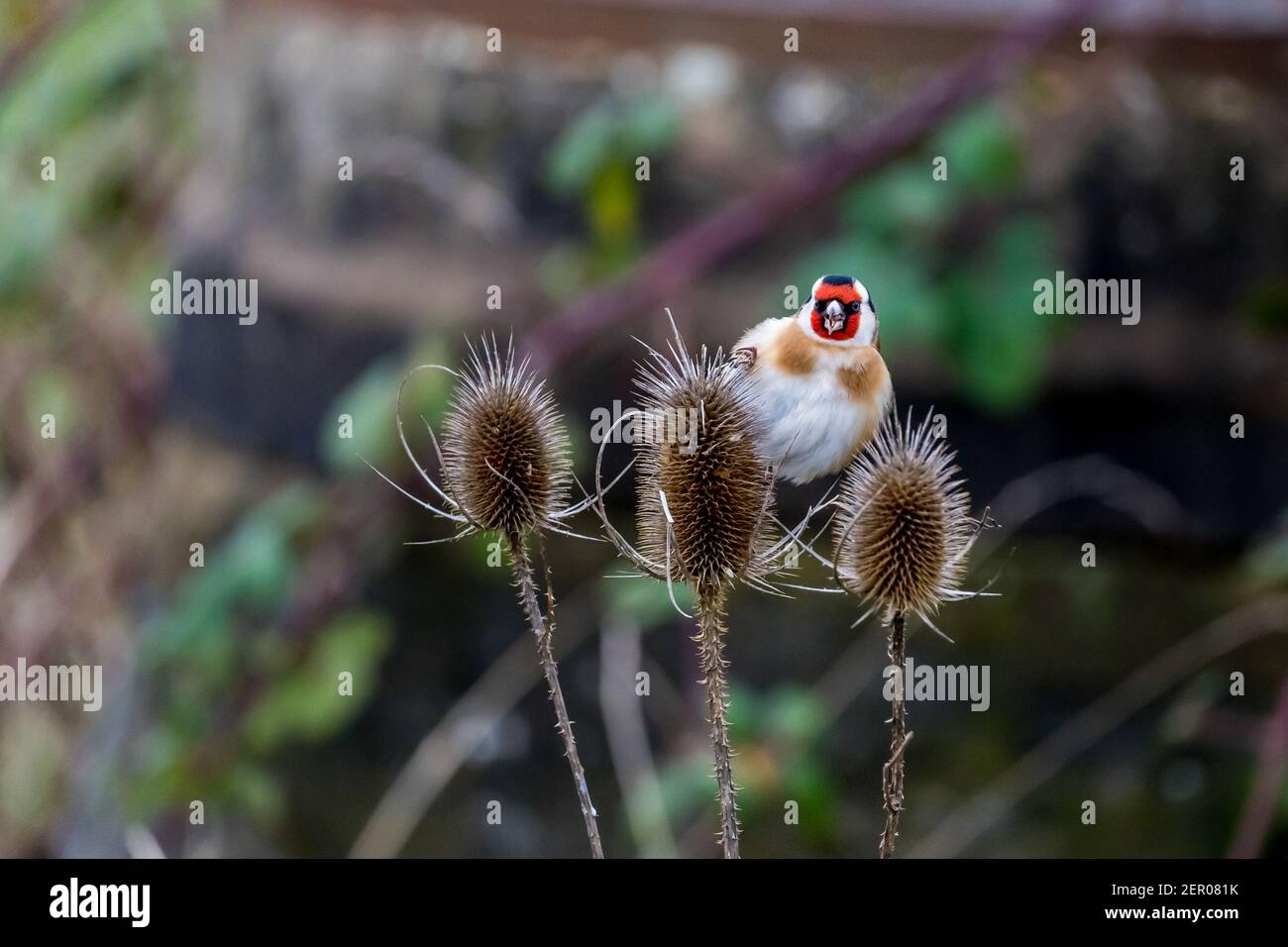 Gold Finch (Carduelis carduelis) known as Distelfink or Stieglitz ...