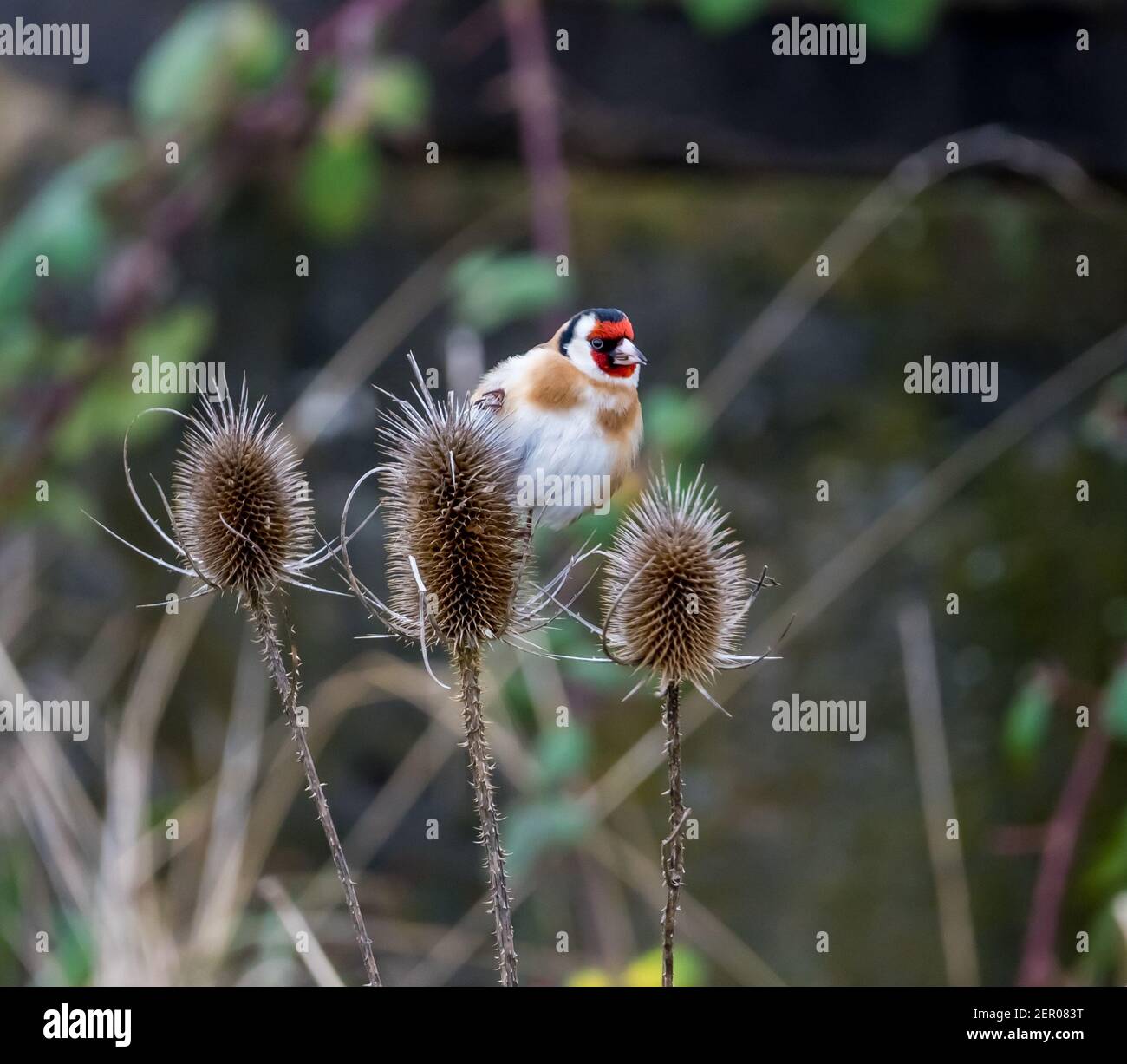 Gold Finch (Carduelis carduelis) known as Distelfink or Stieglitz ...