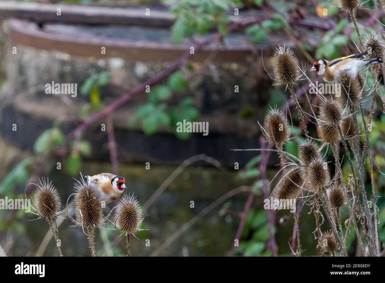 Gold Finch (Carduelis carduelis) known as Distelfink or Stieglitz ...