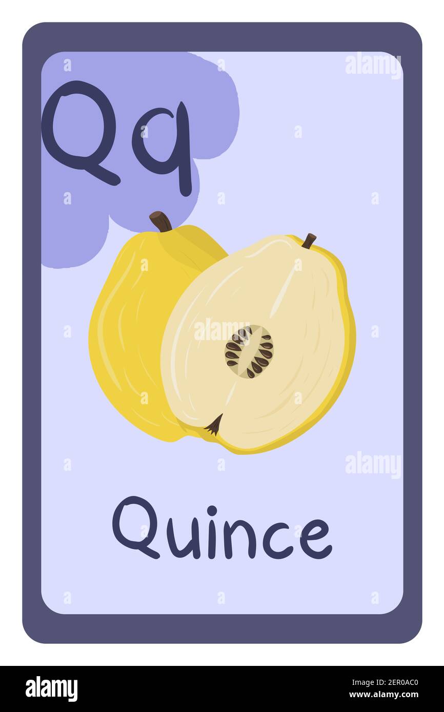 Colorful abc education flash card, Letter Q - quince. Alphabet vector ...