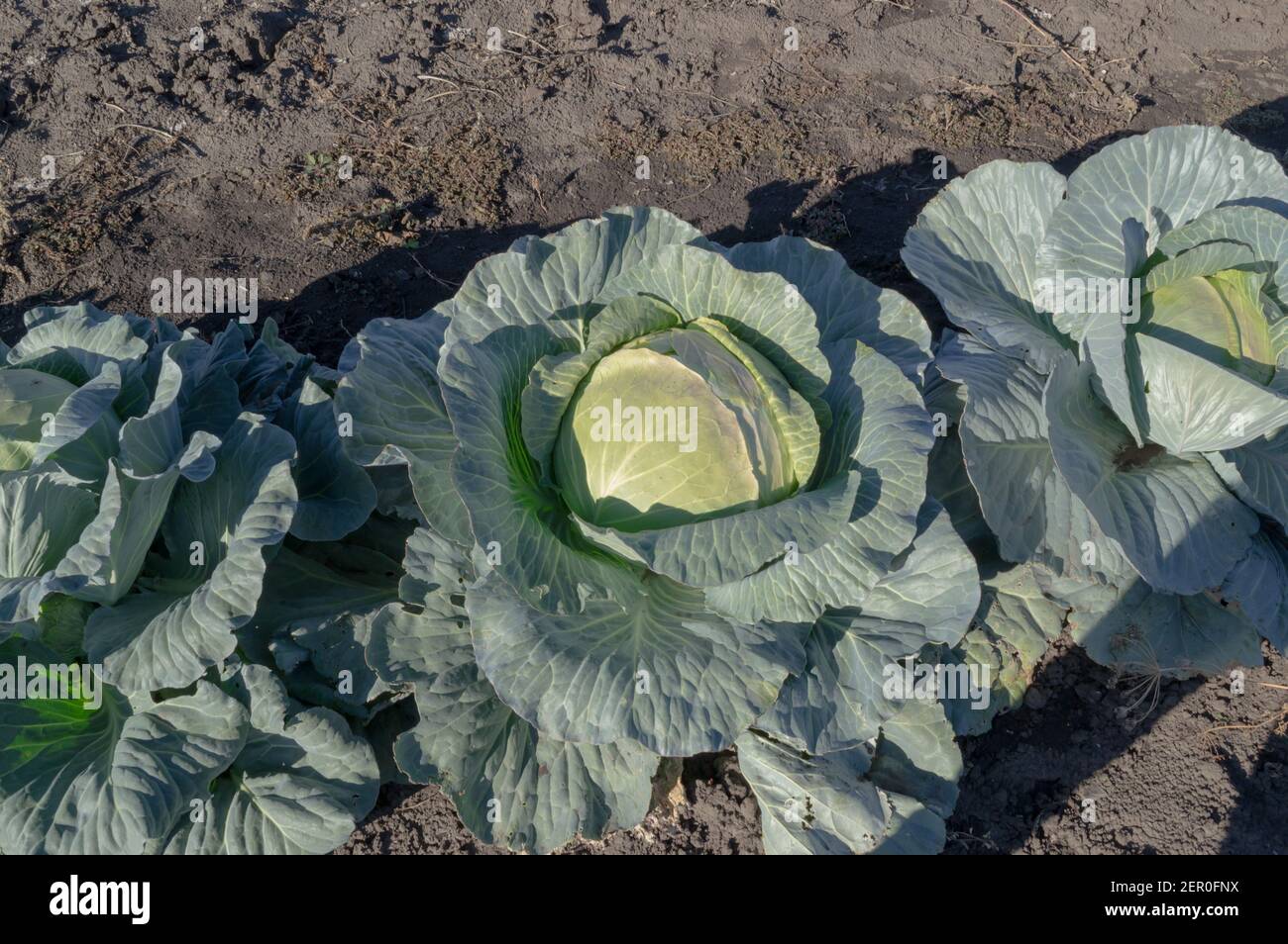 Organic farmings hi-res stock photography and images - Alamy