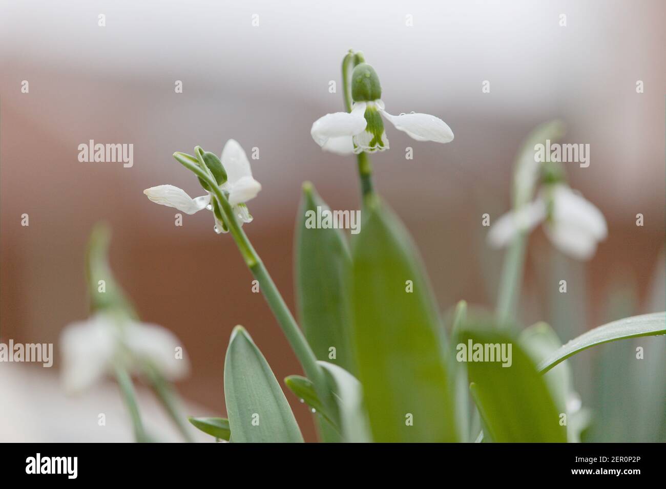 Galanthus beluga hi-res stock photography and images - Alamy