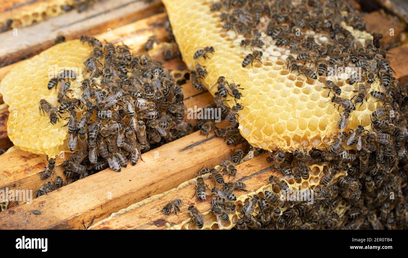 Many bees work on honeycombs, in the apiary, close-up, selective focus ...