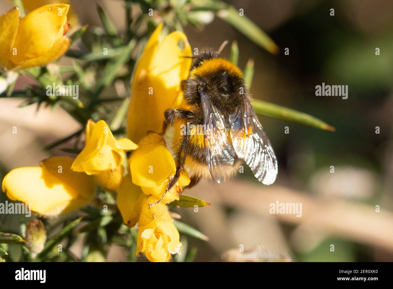 Wadebridge, Cornwall, UK. 28th February 2021. UK Weather. Gorse flowers ...