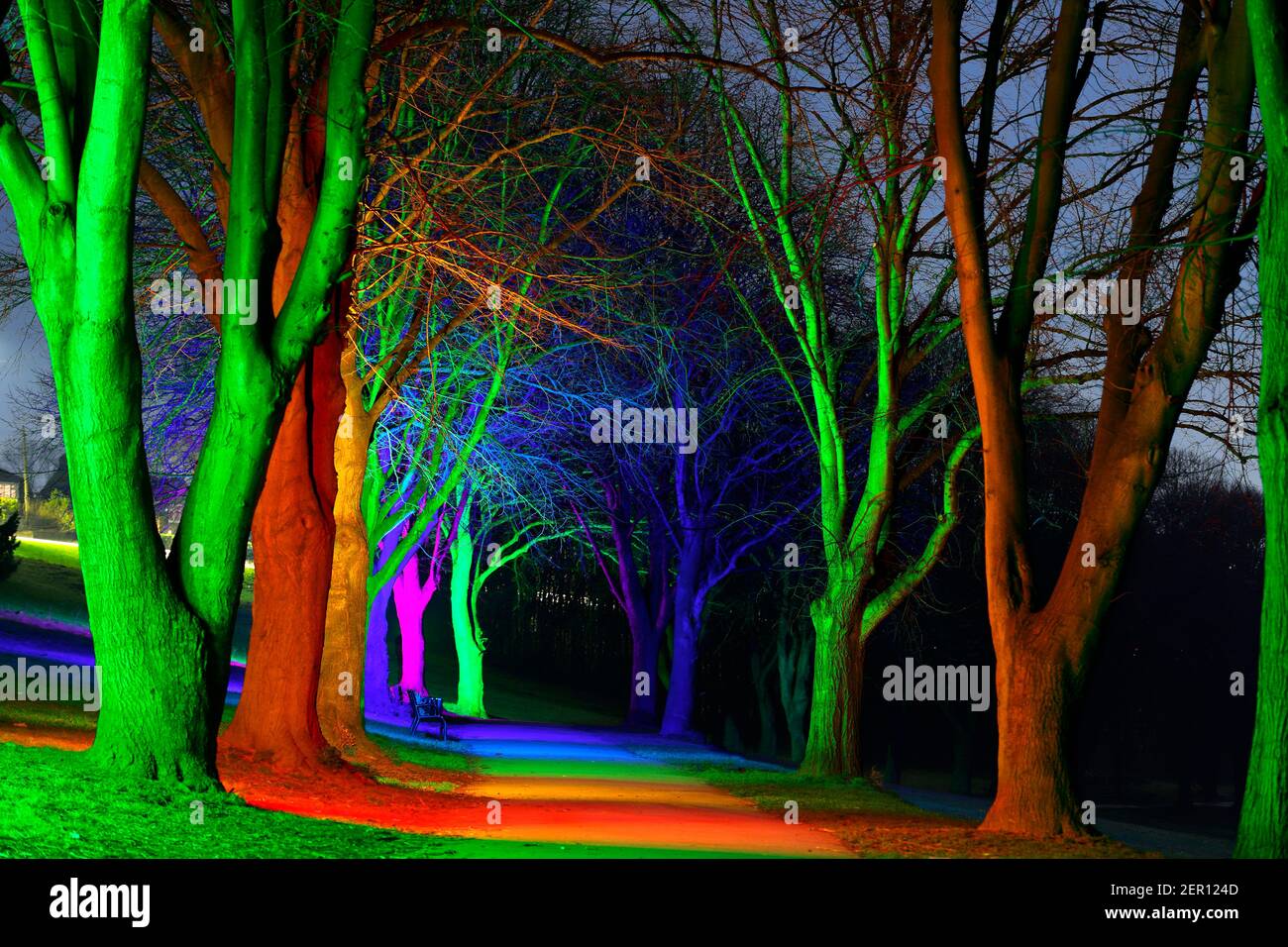 An enchanted woodland walkway at Springhead Park in Rothwell. The trees ...