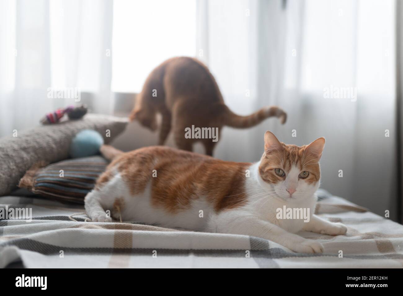 brown and white cat with yellow eyes lying on a blanket by the window ...