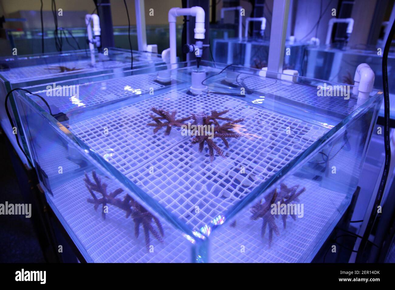 The coral restoration team at the Frost Museum of Science is stress ...