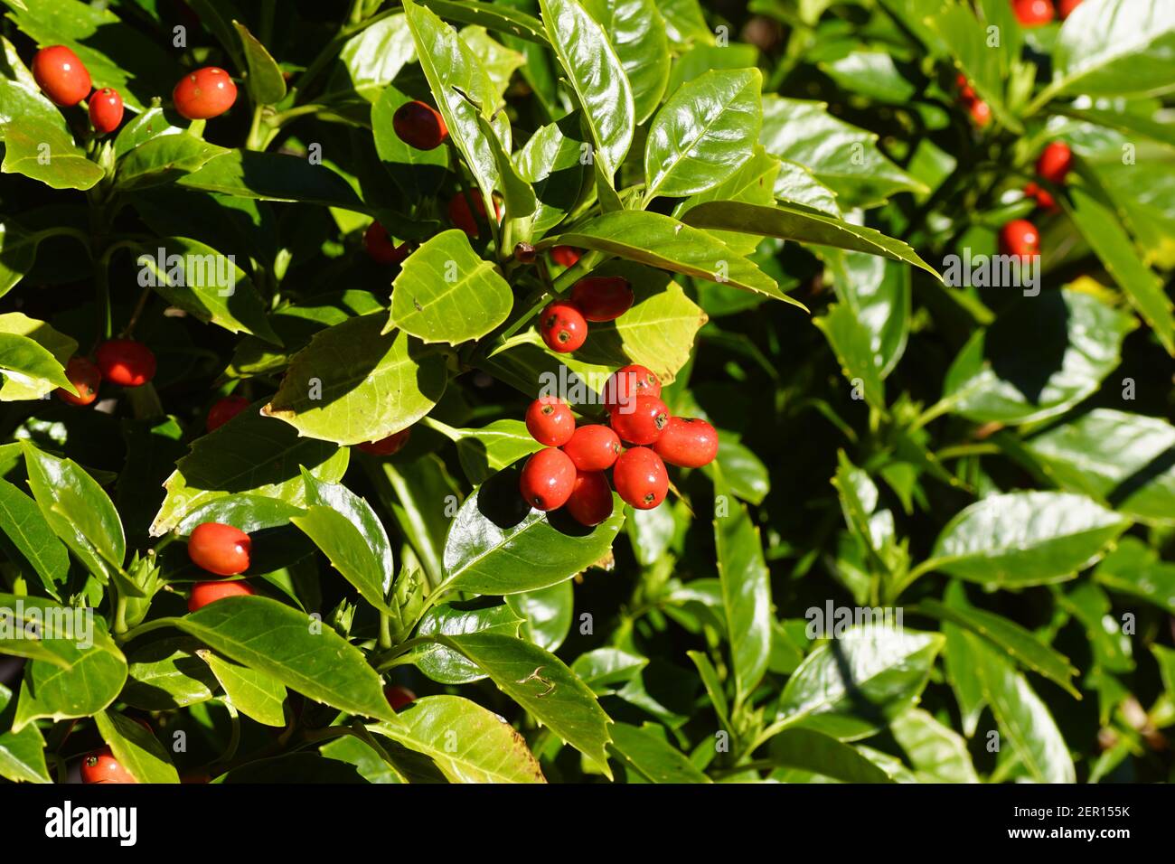 Aucuba japonica (spotted laurel, Japanese laurel, Japanese aucuba, gold ...