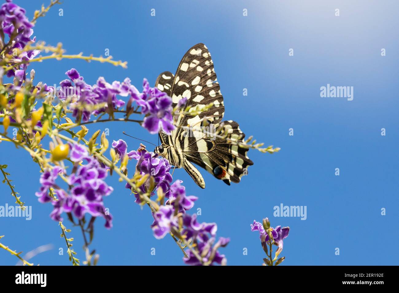Citrus Swallowtail Butterfly (Papilio demodocus) aka Christmas ...