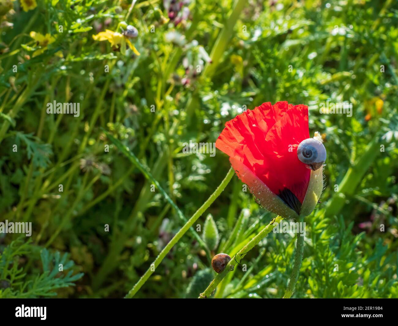 Bud pop hi-res stock photography and images - Alamy