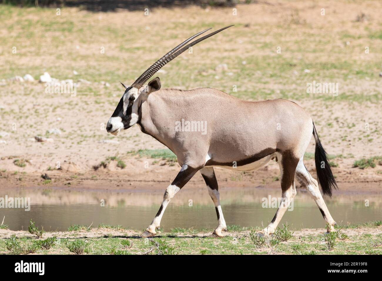 Gemsbuck