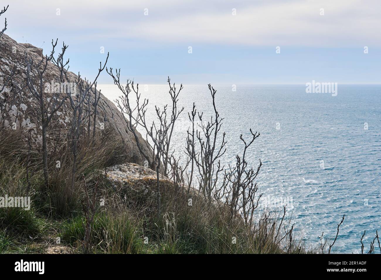 view of the winter sea from a high cliff with branches of winter shrub ...