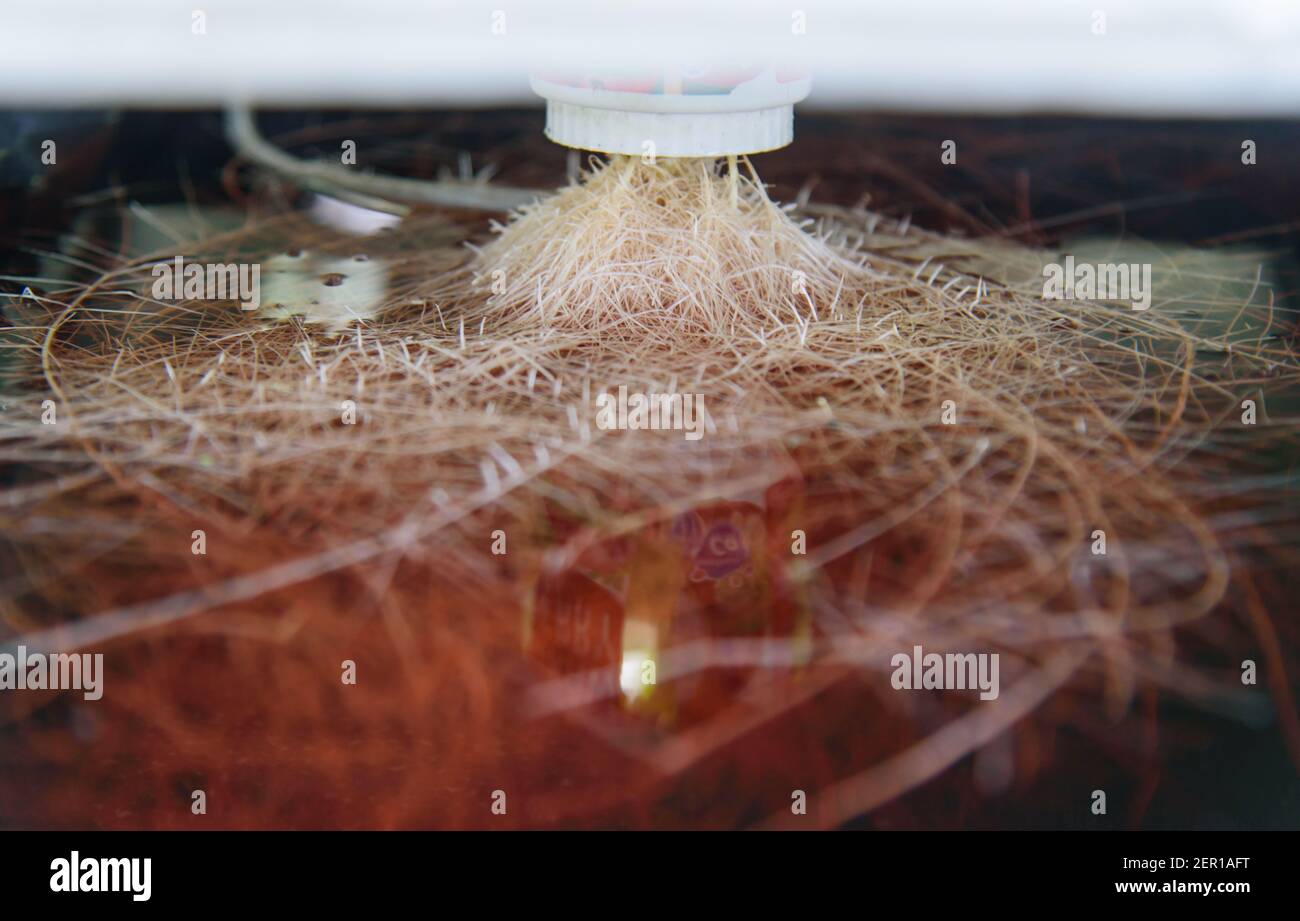 root of melon tree in the water bin of hydroponics system Stock Photo ...