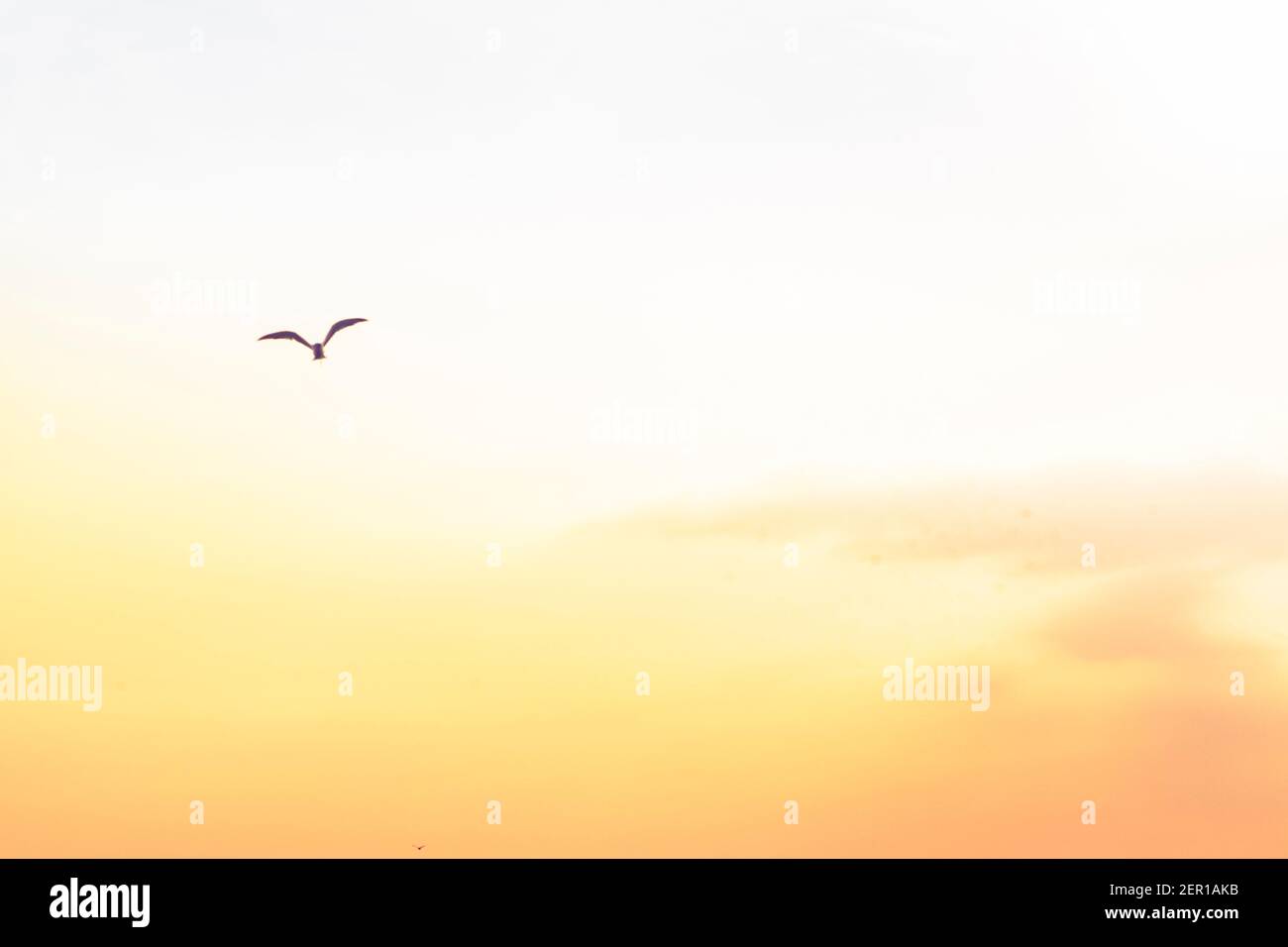 Golden Orange sunset sky and flying birds nature animal wlidlife Stock ...