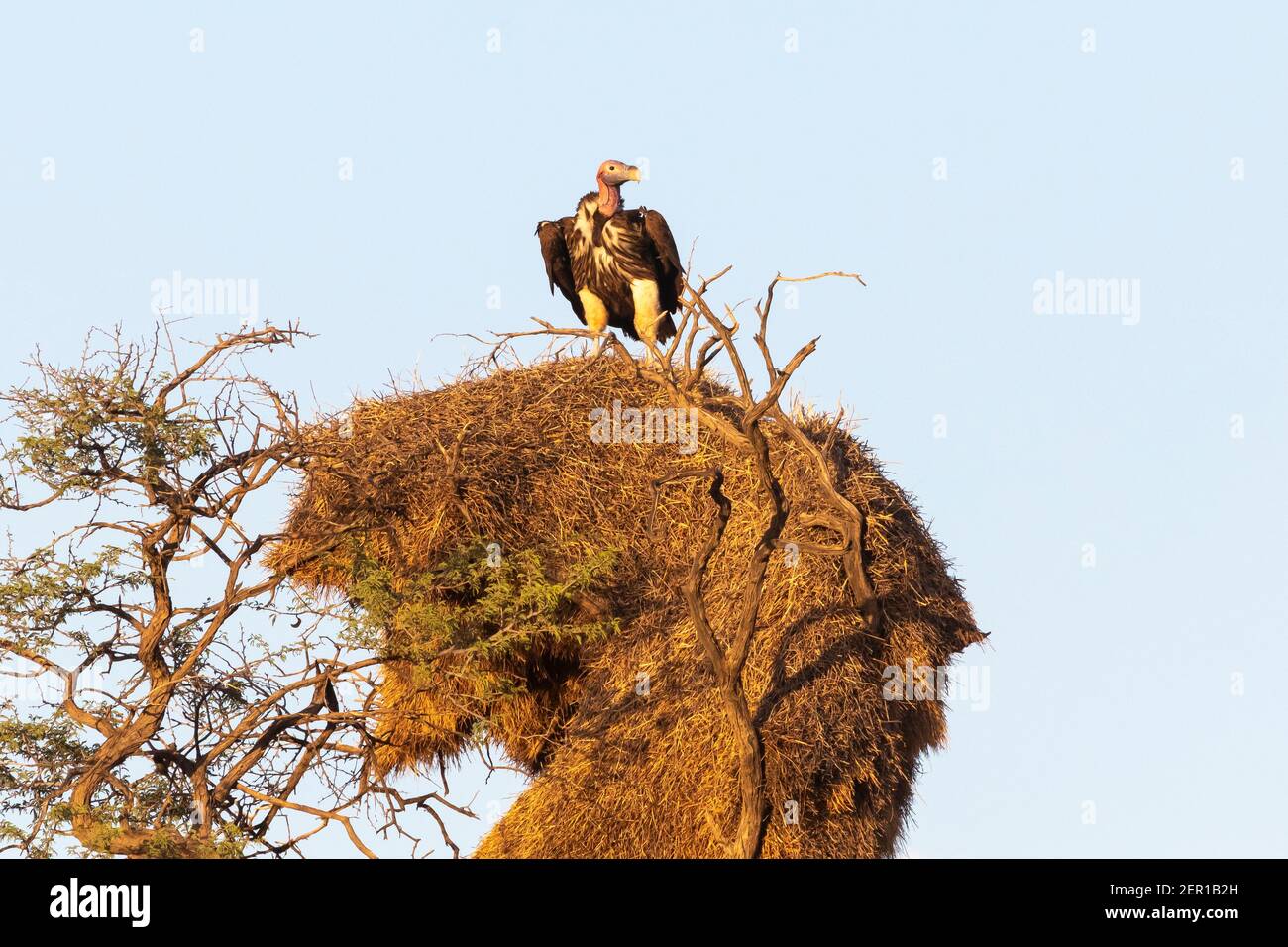 Vulture nest hi-res stock photography and images - Alamy