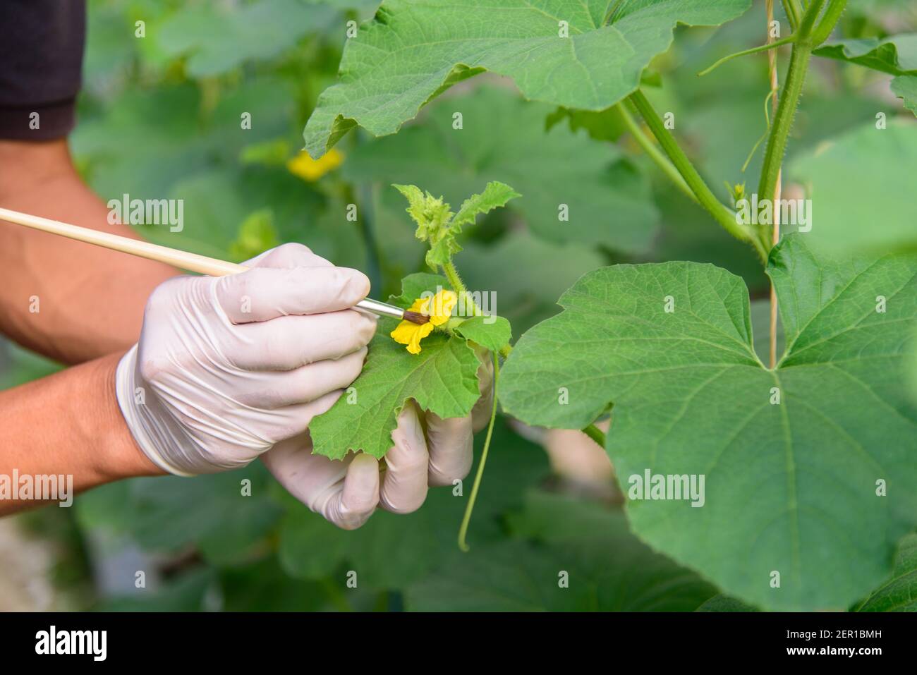 Paintbrush pollination hi-res stock photography and images - Alamy