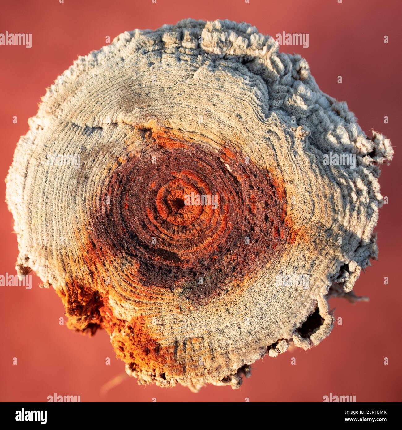 Salt deposits on surfaces. Wooden poles are damaged by the salt water ...