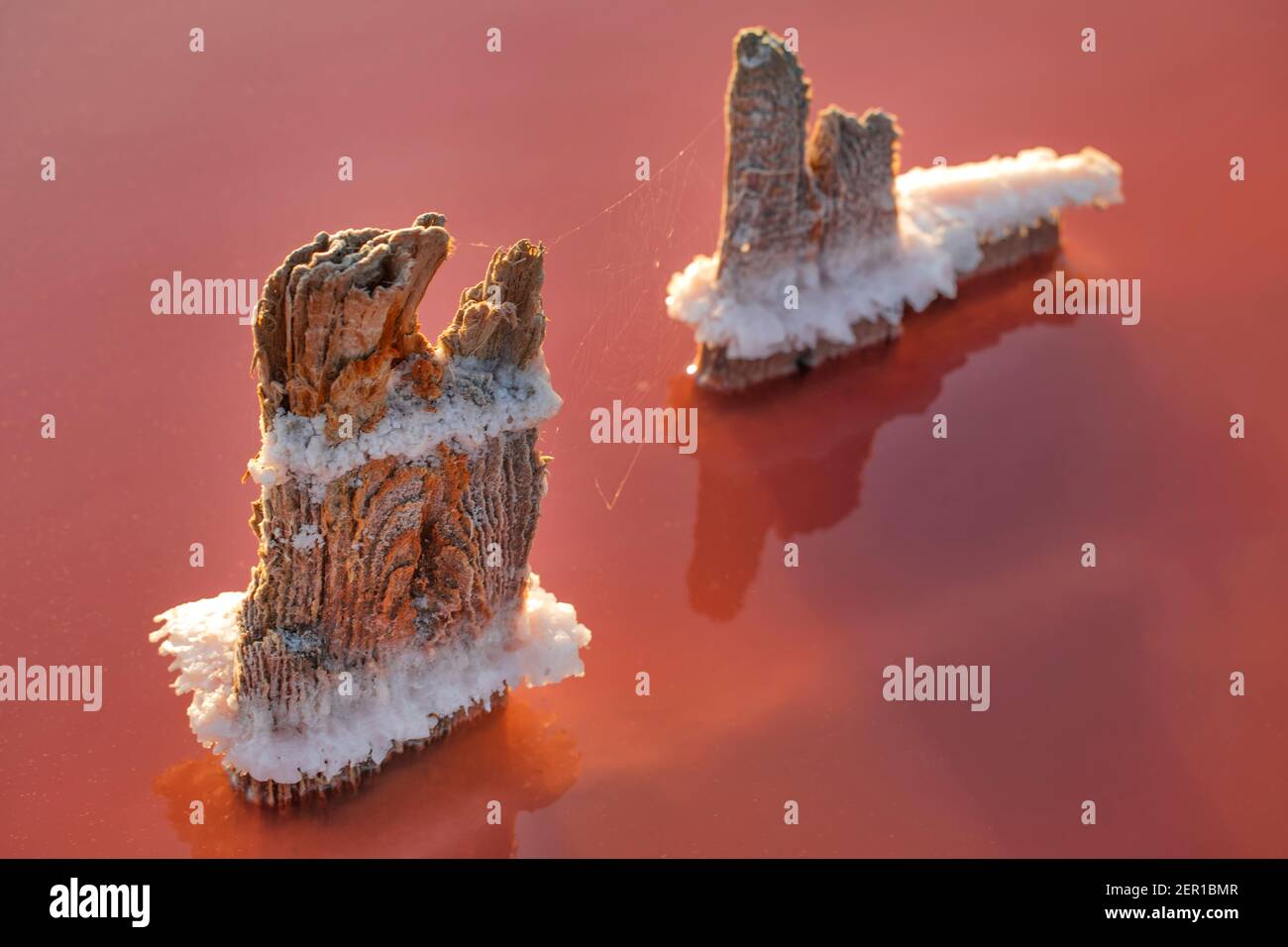 Salt deposits on surfaces. Wooden poles are damaged by the salt water ...