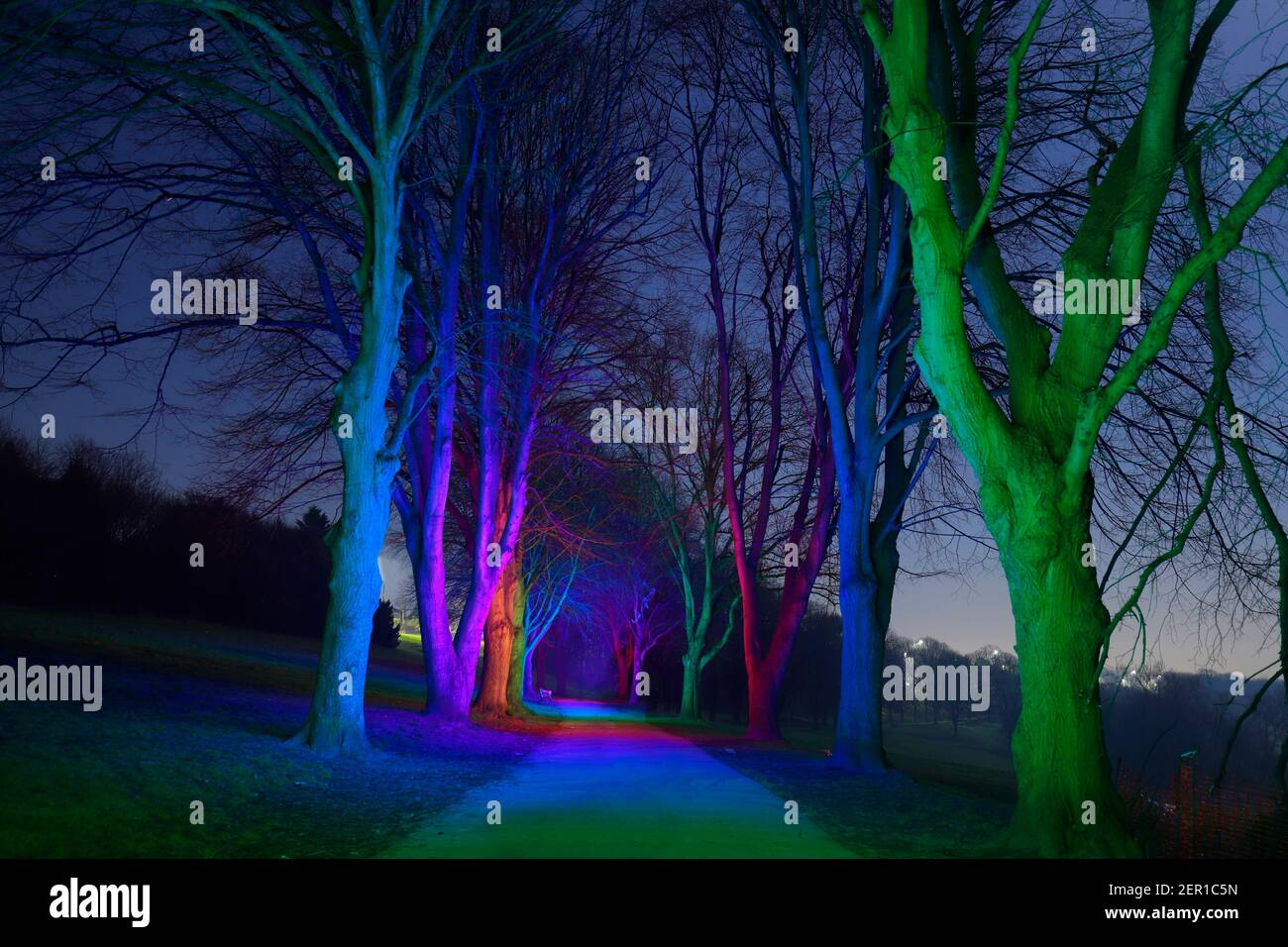 An enchanted woodland walkway at Springhead Park in Rothwell. The trees ...