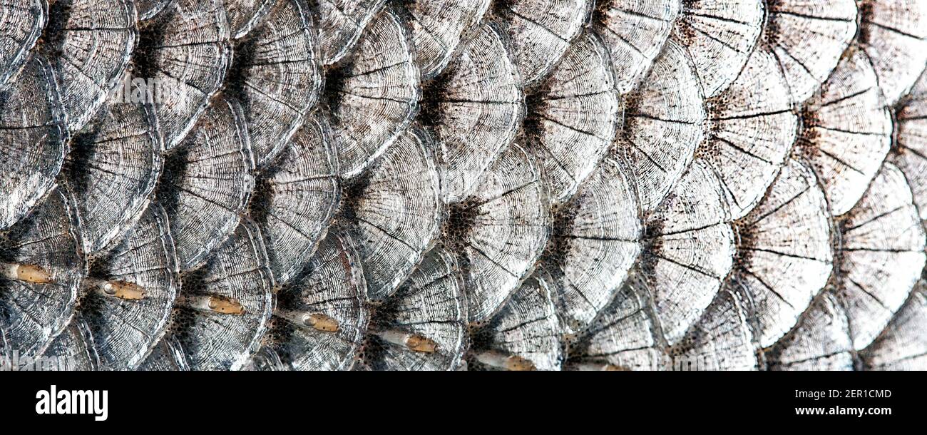 Fish Scales Background fishing lure pattern marble texture Stock Photo ...