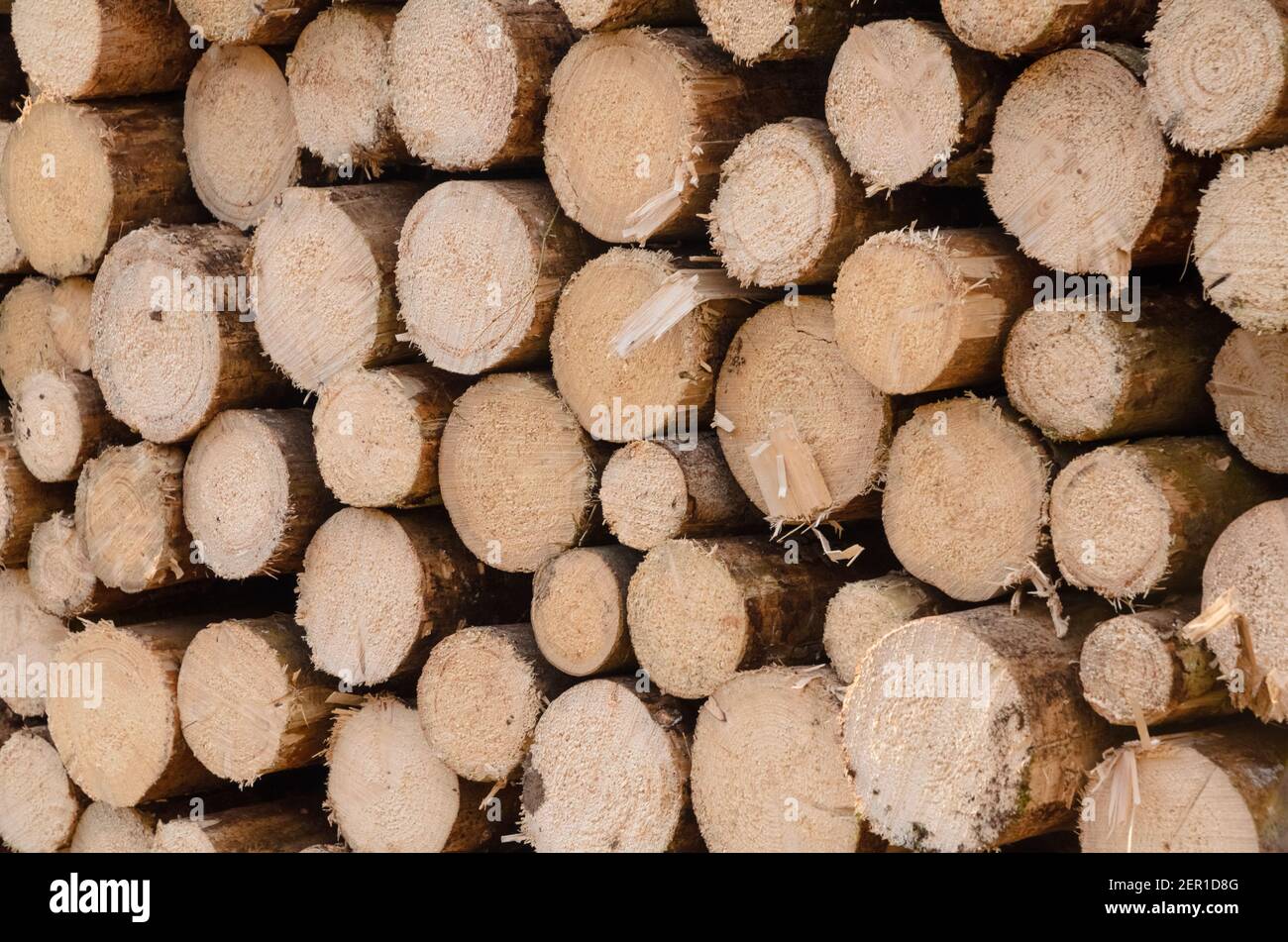Felled trees at a lumberyard or logging site, log pile trunks stack of ...