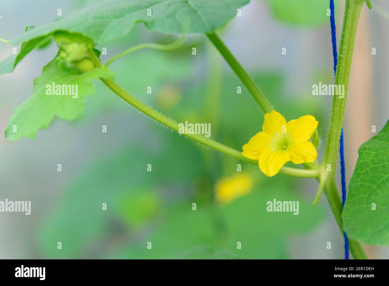 Female watermelon flower hi-res stock photography and images - Alamy
