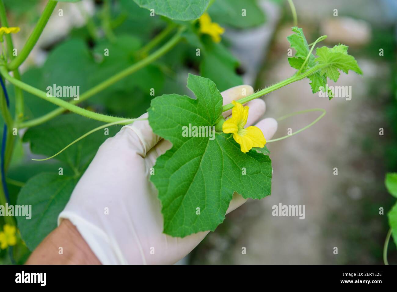 Female watermelon flower hi-res stock photography and images - Alamy