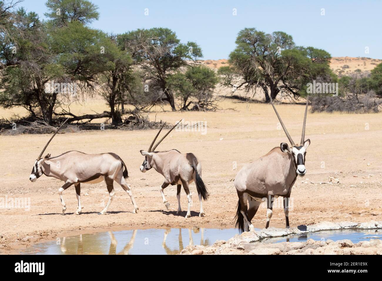 Gemsbok or Gemsbuck (Oryx gazella) drinking at a waterhole, Kgalagadi ...
