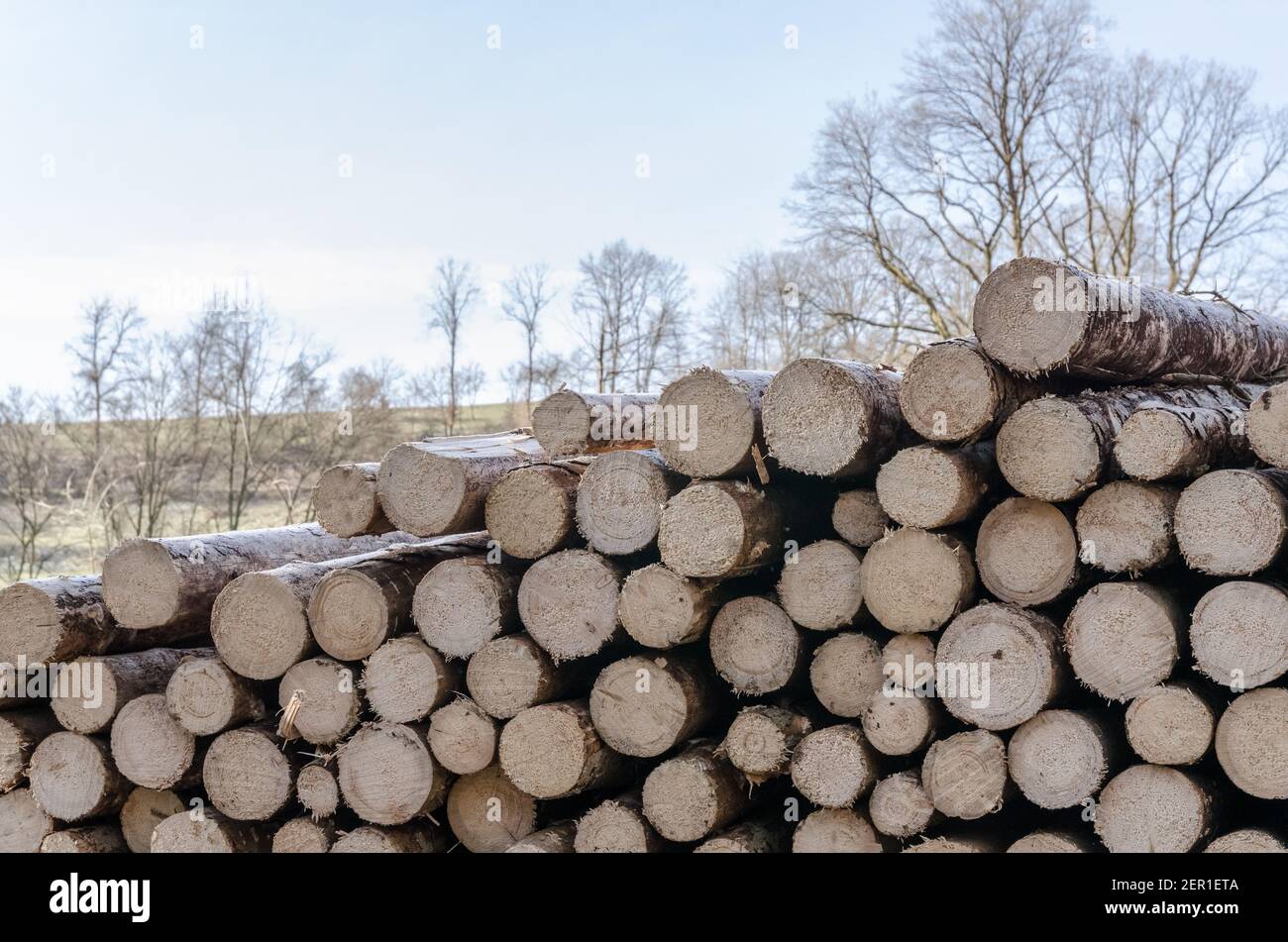 Felled trees at a lumberyard or logging site, log pile trunks stack of ...