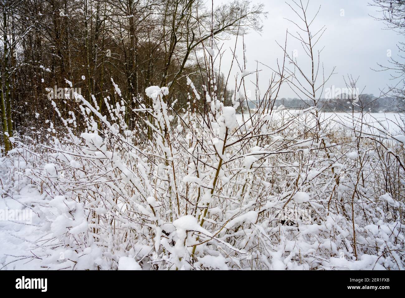 Shrubs covered in snow on a crispy cold winter day. Picture from Scania ...