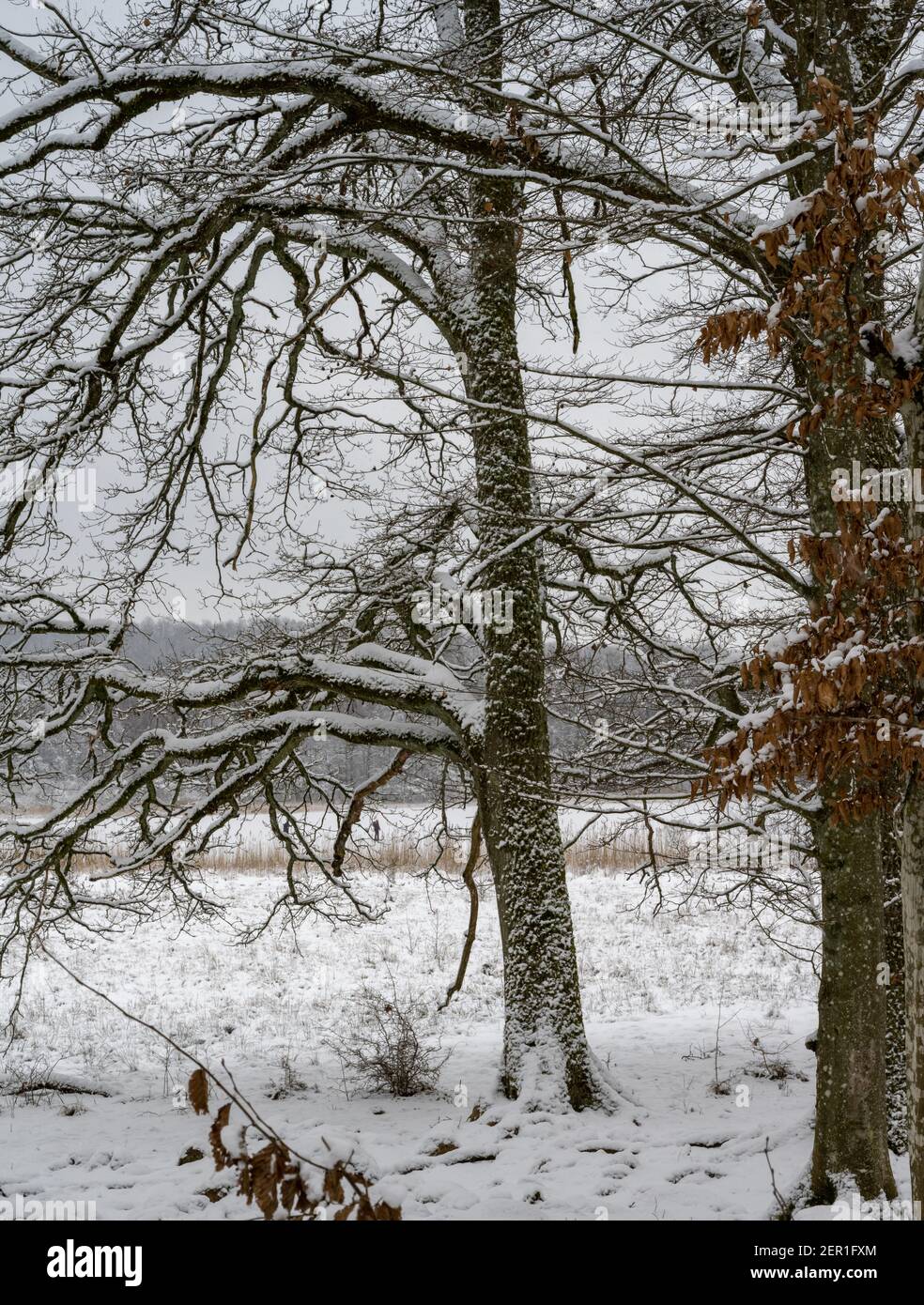 Trees covered in snow a crispy cold winter day. Picture from Scania ...