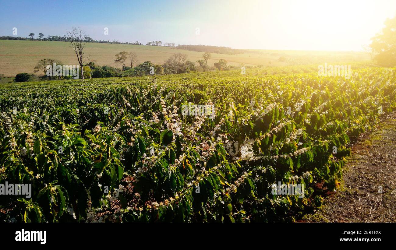Sunrinsing at the coffee flower plantation farm - Agriculture coffee ...