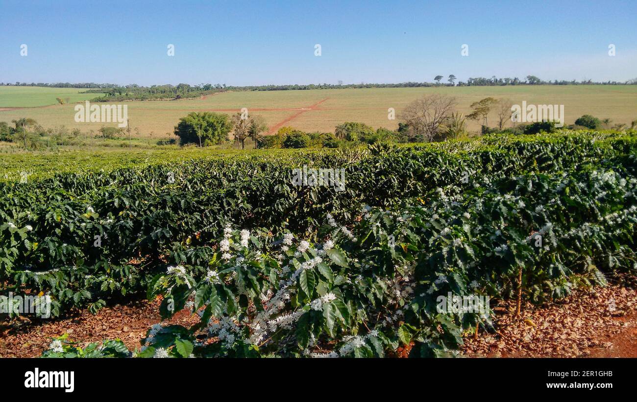 Sunrinsing at the coffee flower plantation farm - Agriculture coffee ...