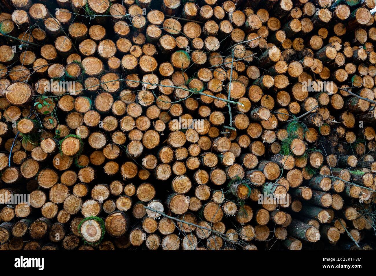 Large close up of log pile Stock Photo - Alamy