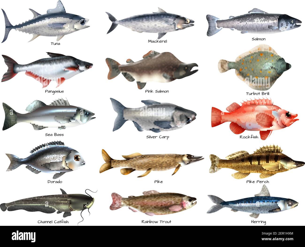 Set of icons with sea and river fishes with inscriptions on white ...