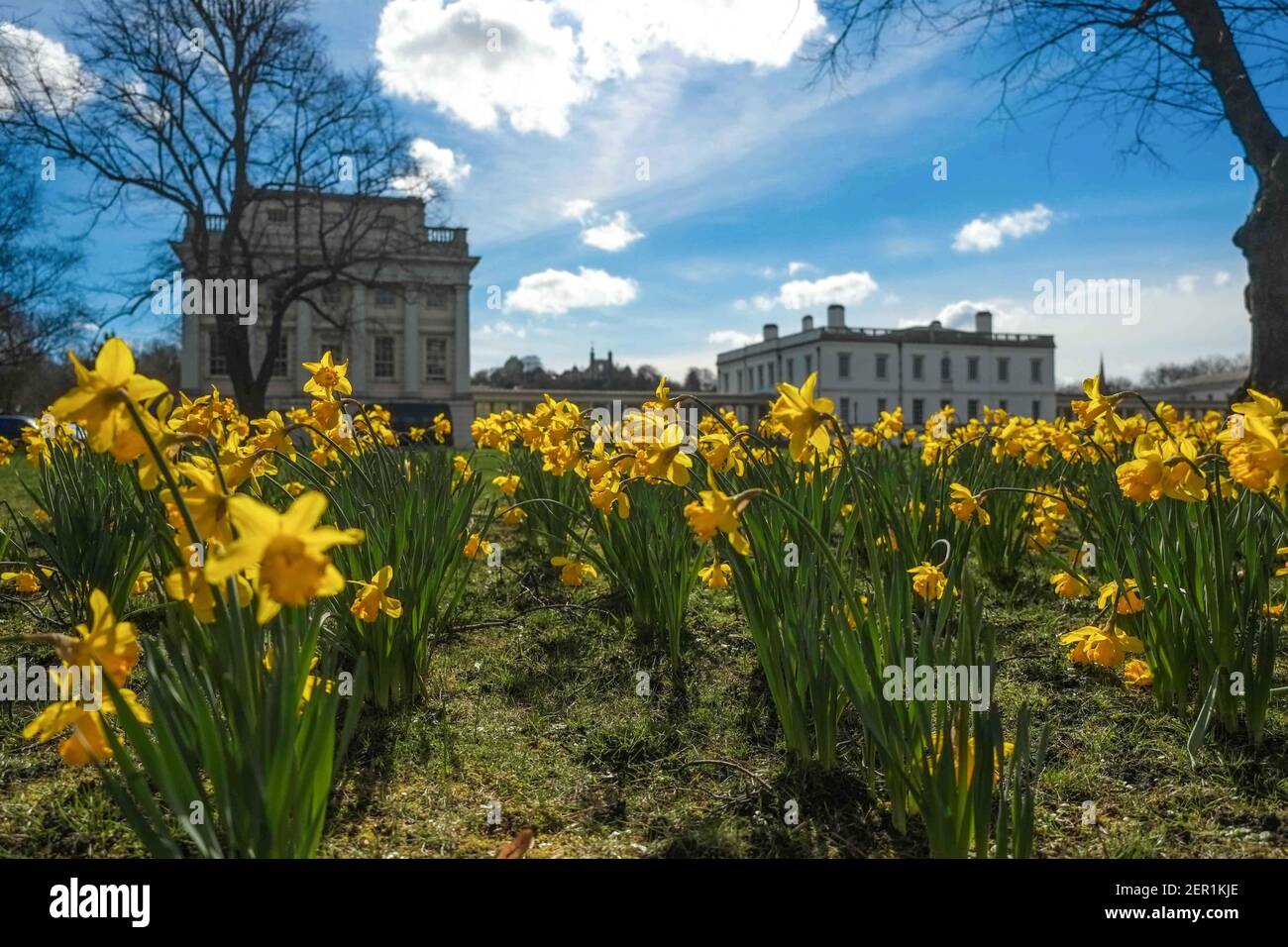 Daffodils in full bloom in Greenwich Park London,UK on March 14, 2018 ...