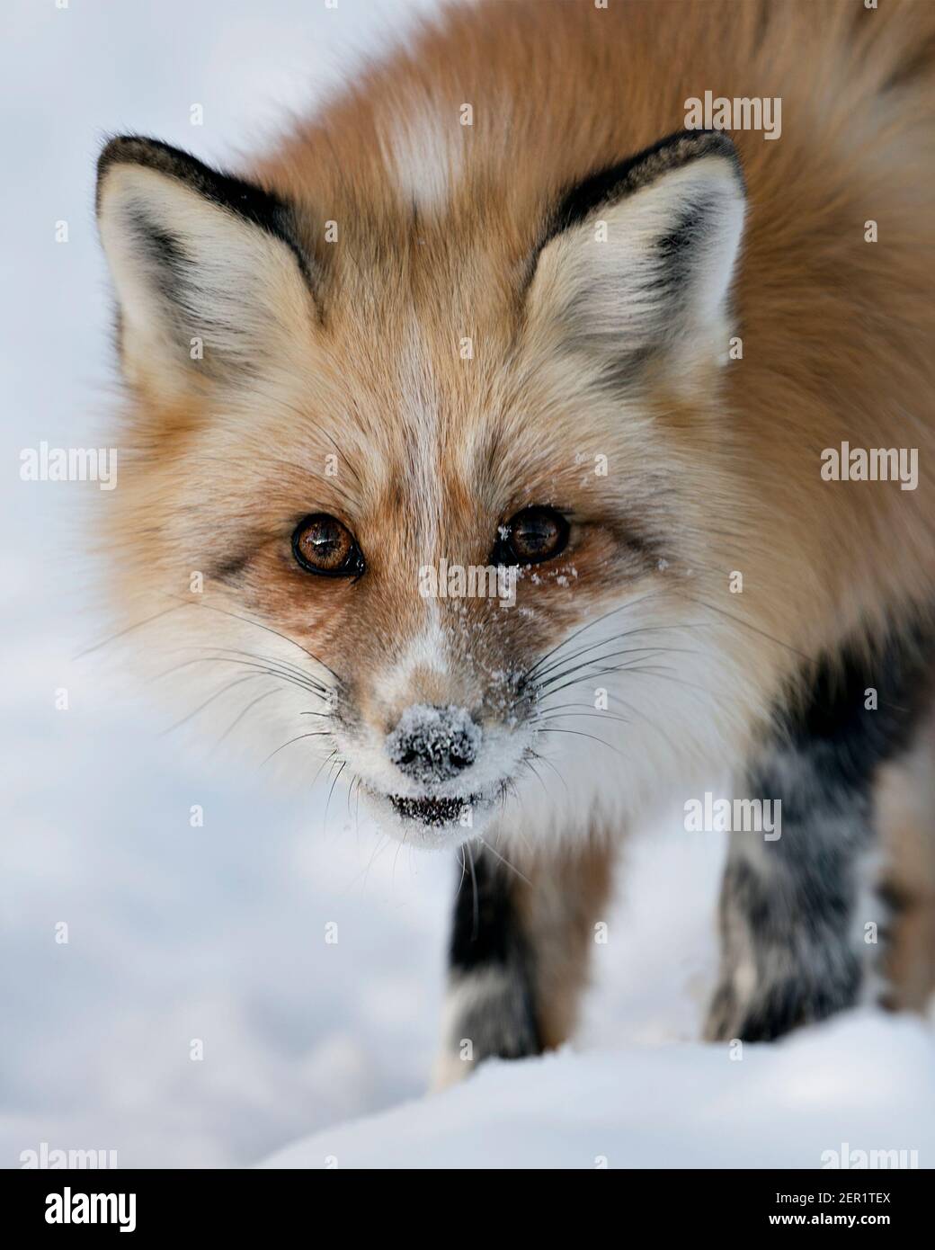 Red fox head shot close-up profile view in the winter season in its ...