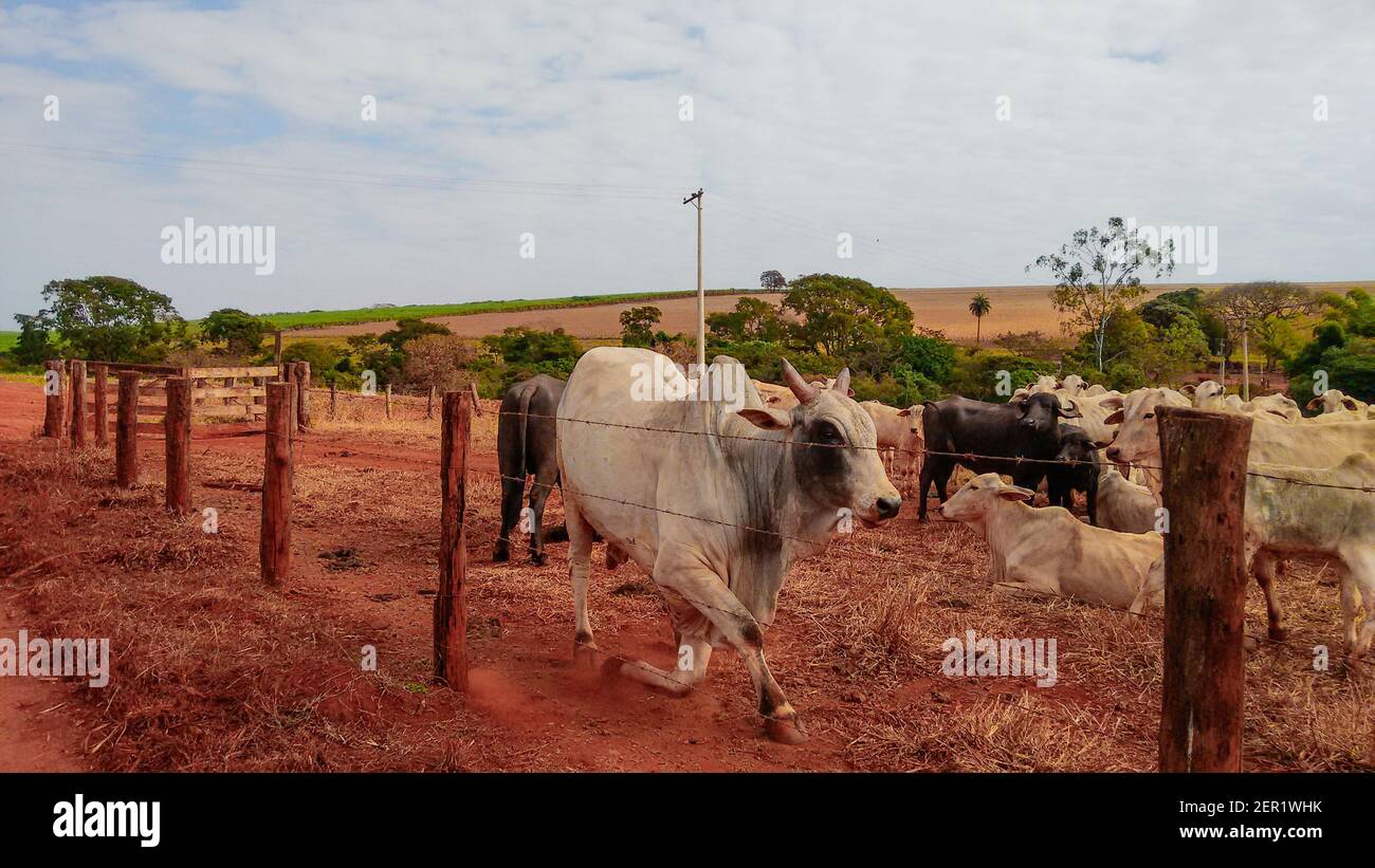 Group of cowns on farmland - Various types of cows in the pasture Stock ...