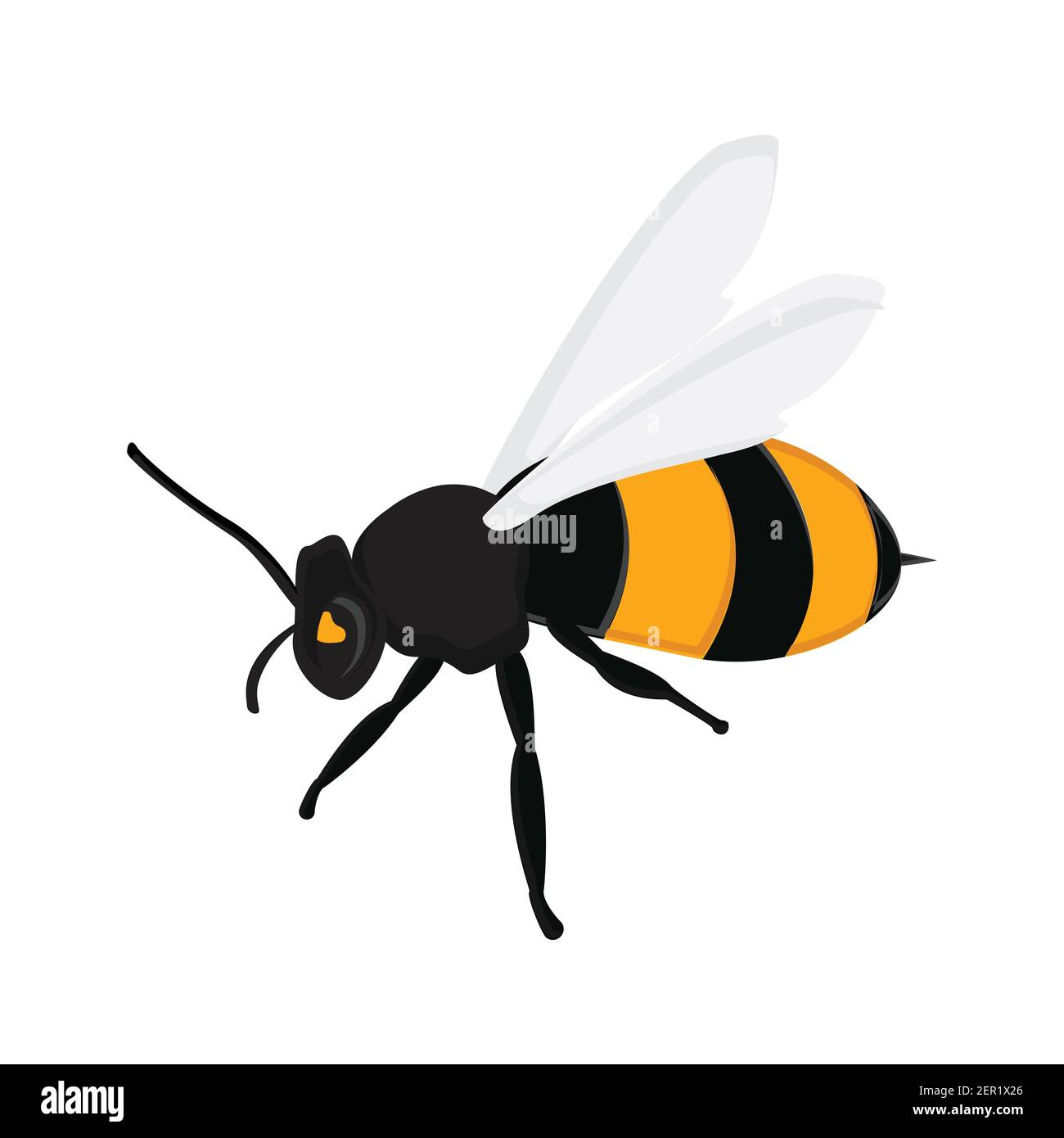 Honey Bee Vector