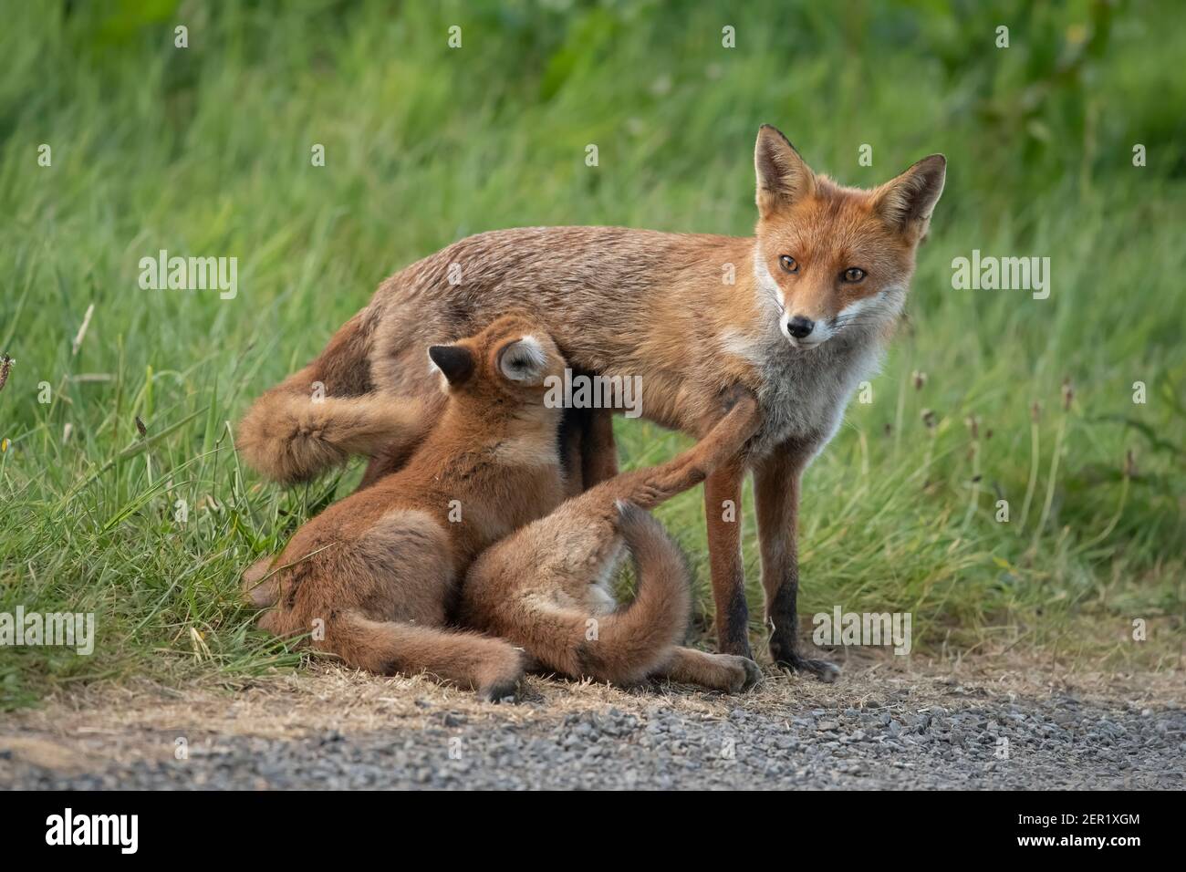 Female fox hi-res stock photography and images - Alamy