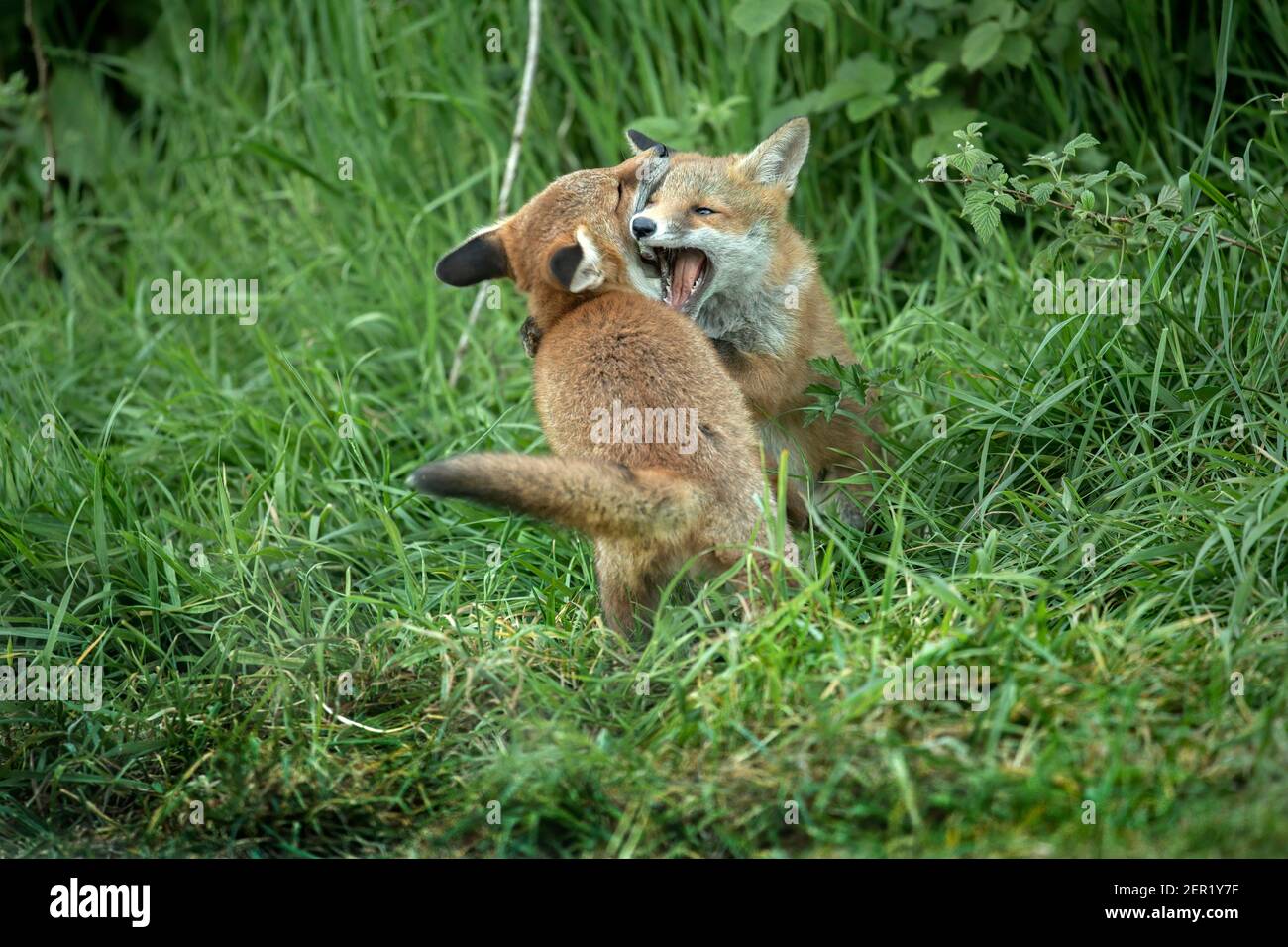 Fox cub hi-res stock photography and images - Alamy