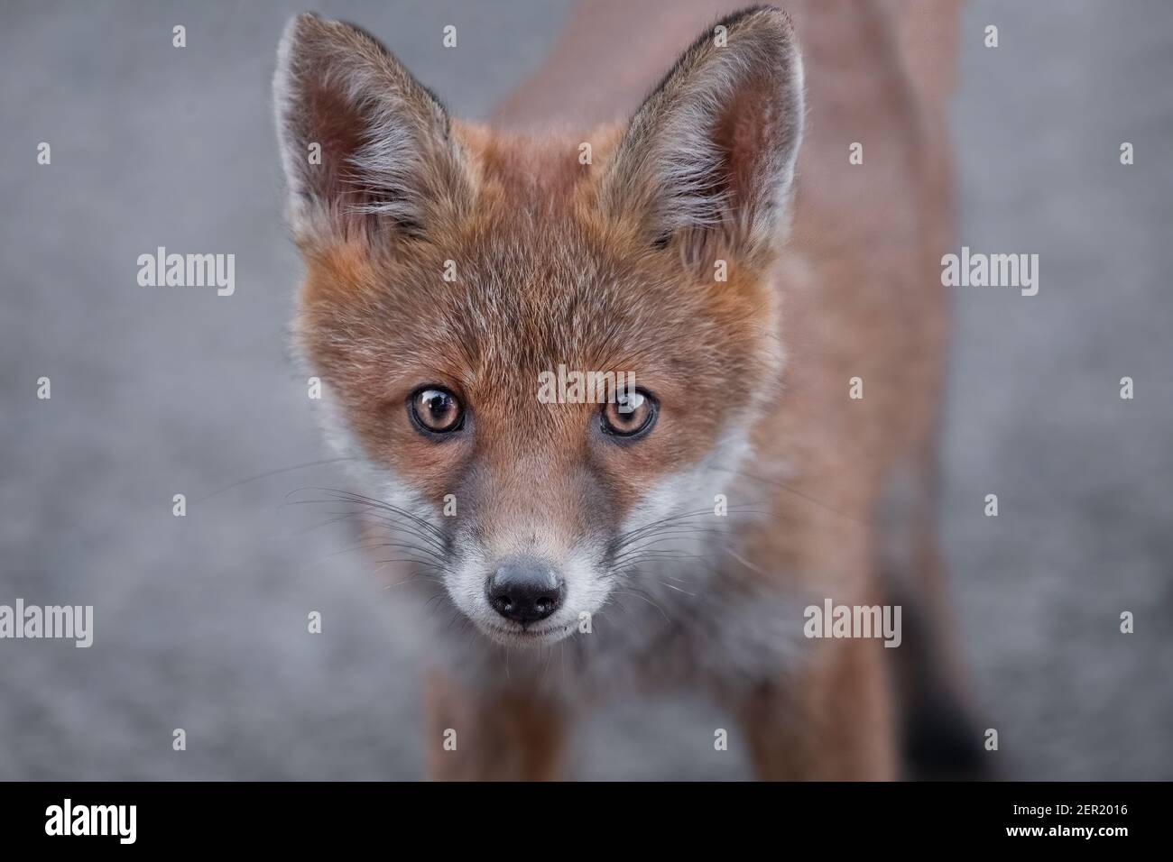 Fox scotland hi-res stock photography and images - Alamy
