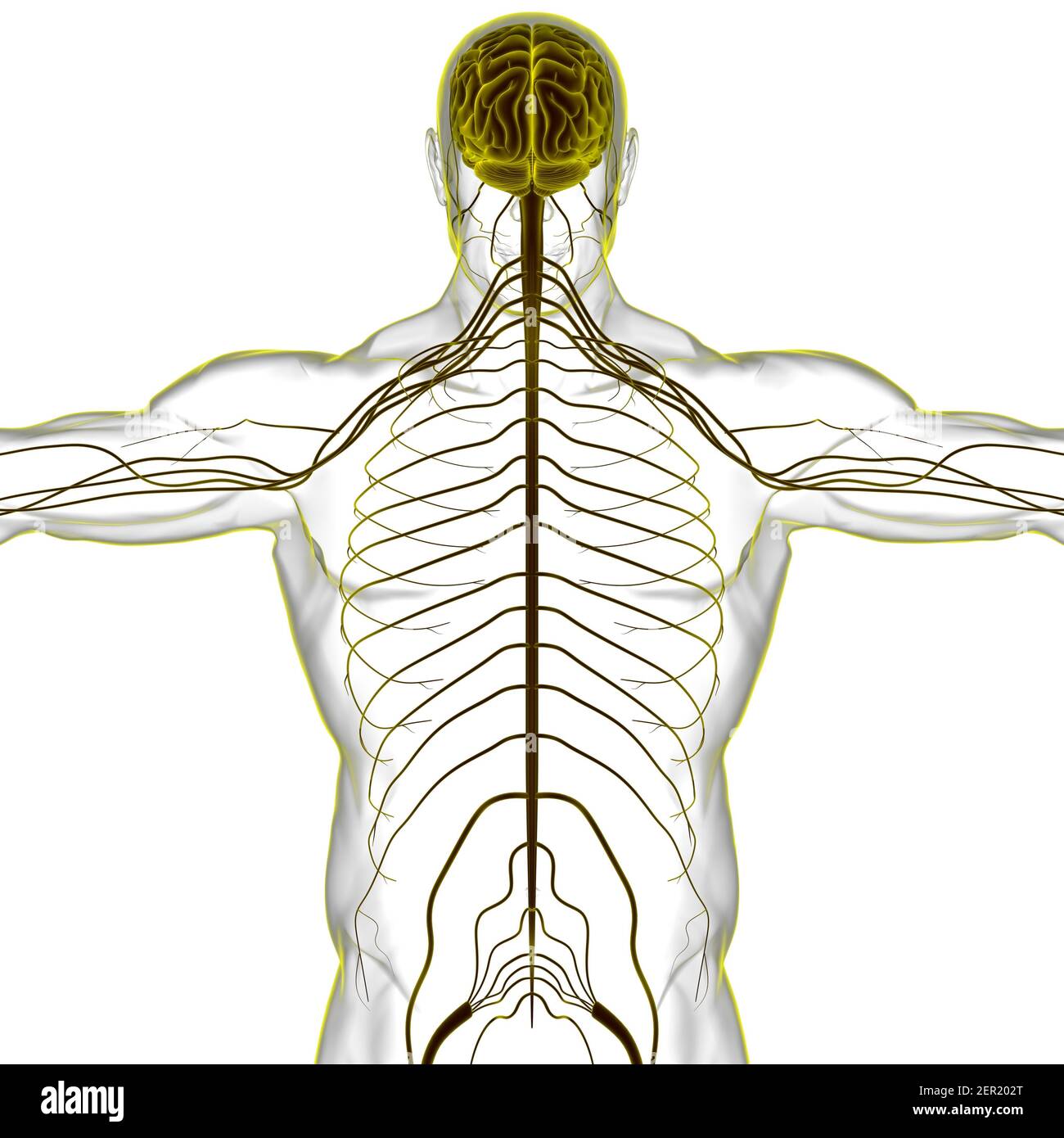 Human Brain Anatomy For Medical Concept 3D Illustration Stock Photo - Alamy