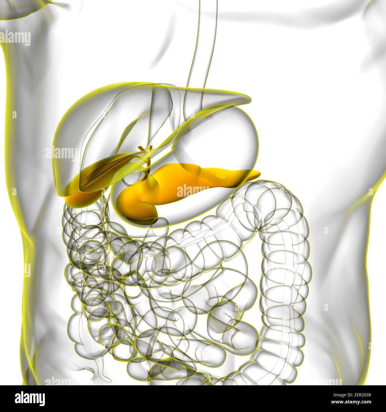 pancreas Human Digestive System Anatomy For Medical Concept 3D ...